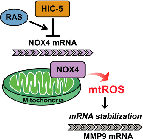 森一憲 講師を筆頭著者とする論文が、FEBS Journal Richard Perham Prize 2020を受賞しました。｜昭和医科大学